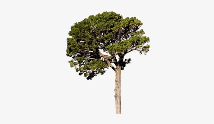 Png Images For Photoshop Trees 소나무의 Psd, 벡터 파일 - Pine Tree Psd PNG ...