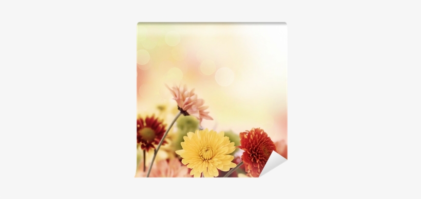 Download Colorful Mums Flowers On Warm Bokeh Background Wall - Bokeh ...