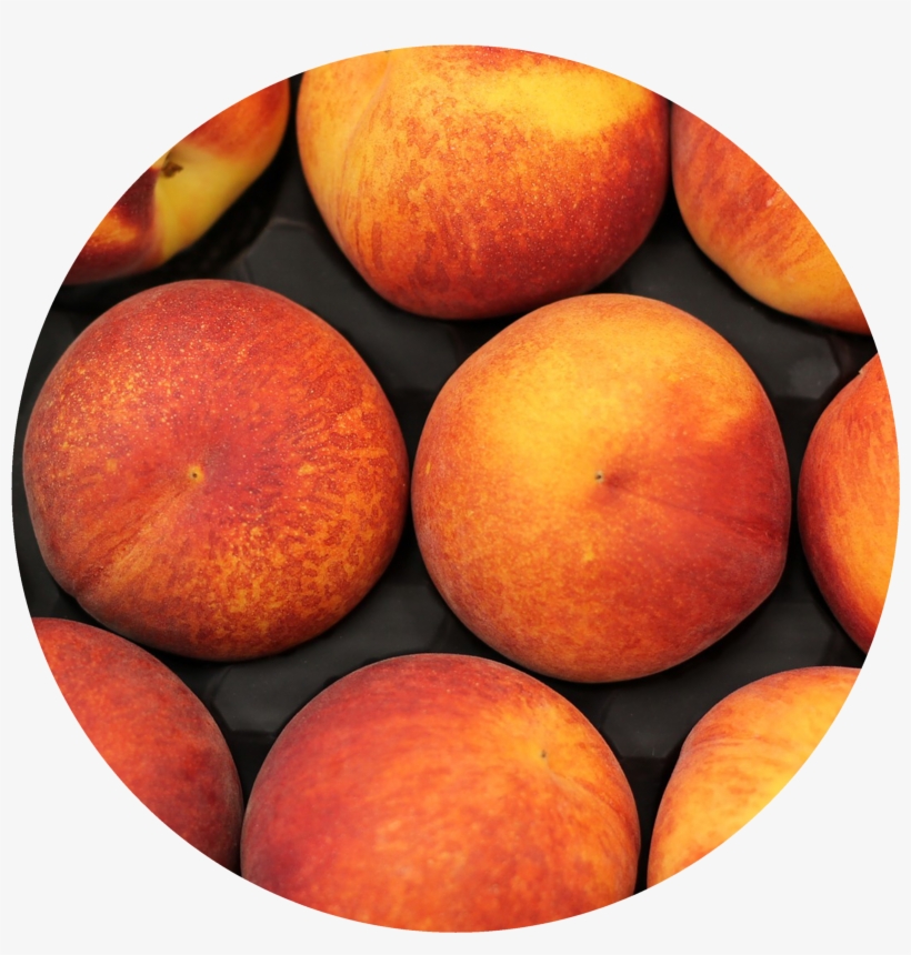 Purcell International Can Supply A Variety Of Shelf - Dog PNG Image ...