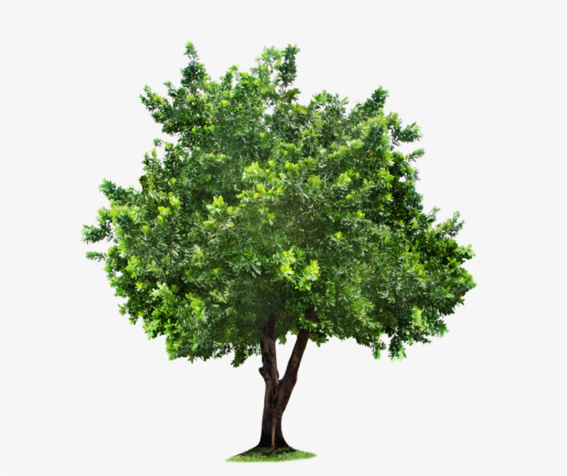 Apple Tree Isolated PNG Image | Transparent PNG Free Download on SeekPNG