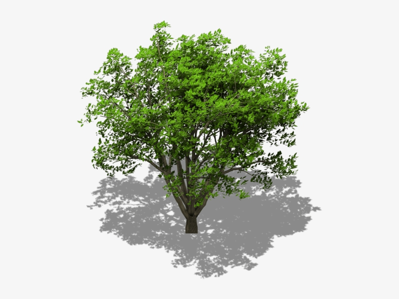 Download Preview - Tree Animated Gif Transparent | Transparent PNG ...