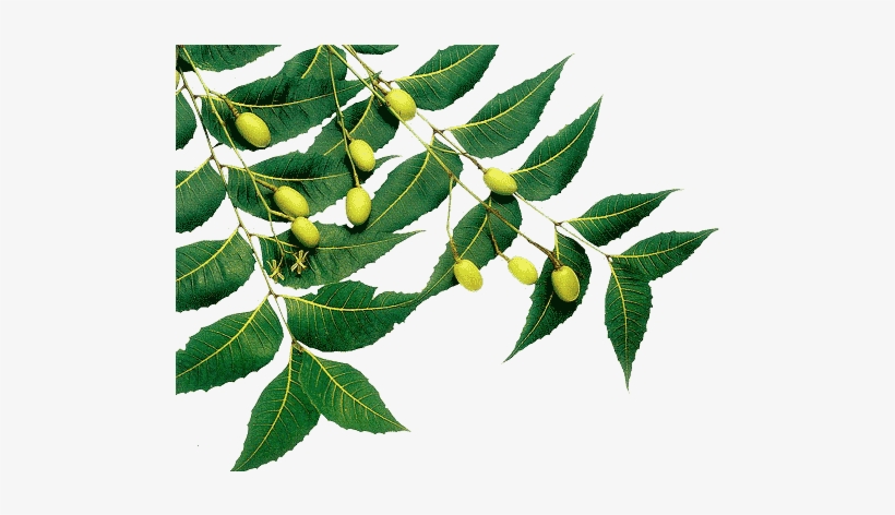 Neem Leaves And Seeds PNG Image | Transparent PNG Free Download on SeekPNG