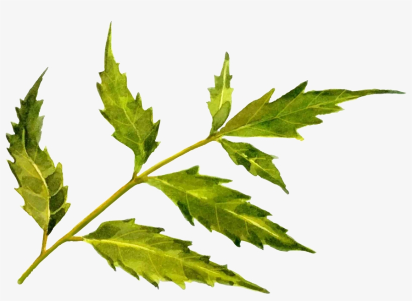 Download Neem Tree | Transparent PNG Download | SeekPNG