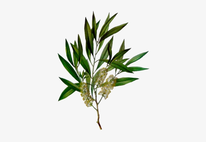 Tea Tree - Tea Tree Melaleuca Alternifolia PNG Image | Transparent PNG ...