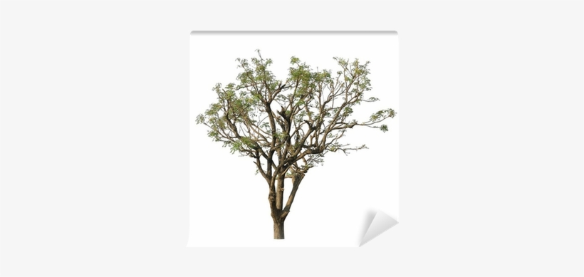 Neem Tree Png PNG Images | PNG Cliparts Free Download on SeekPNG
