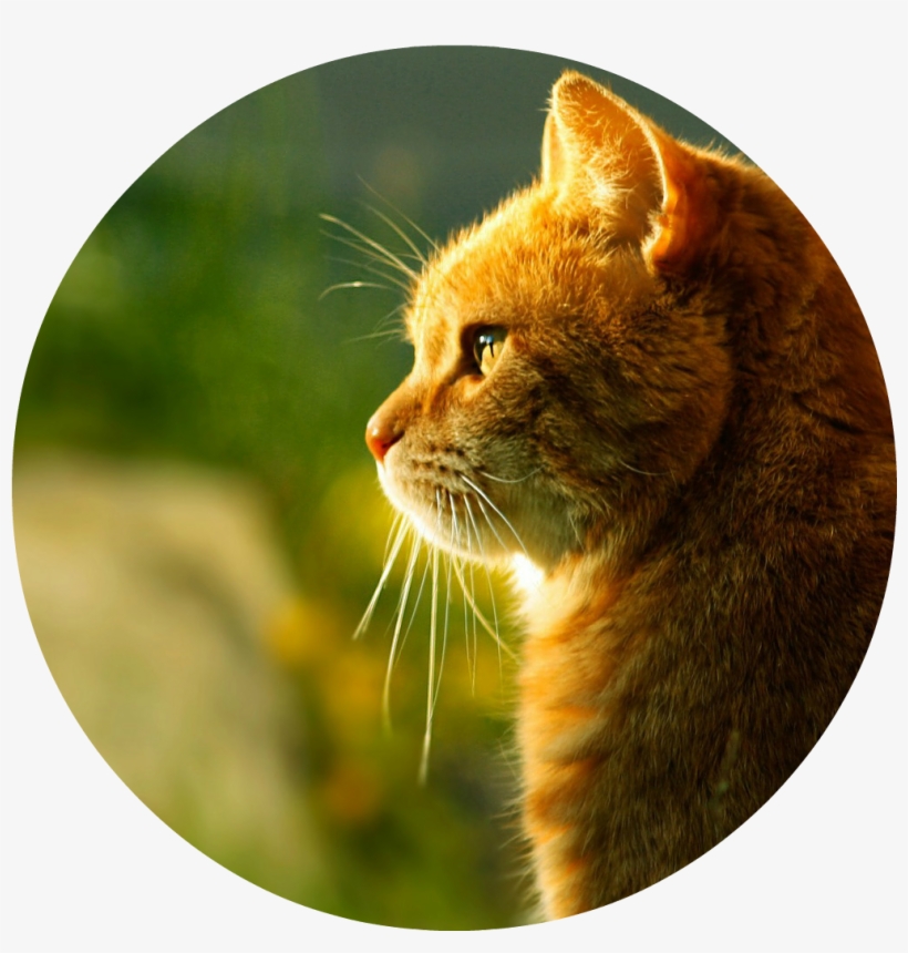 Cat Morning Sun Hd Wallpaper - Giclee Painting: Wonderful Dream's Red ...