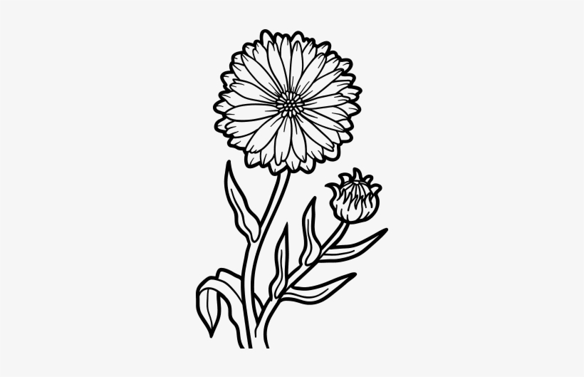 Calendula Para Colorear PNG Image | Transparent PNG Free Download on ...