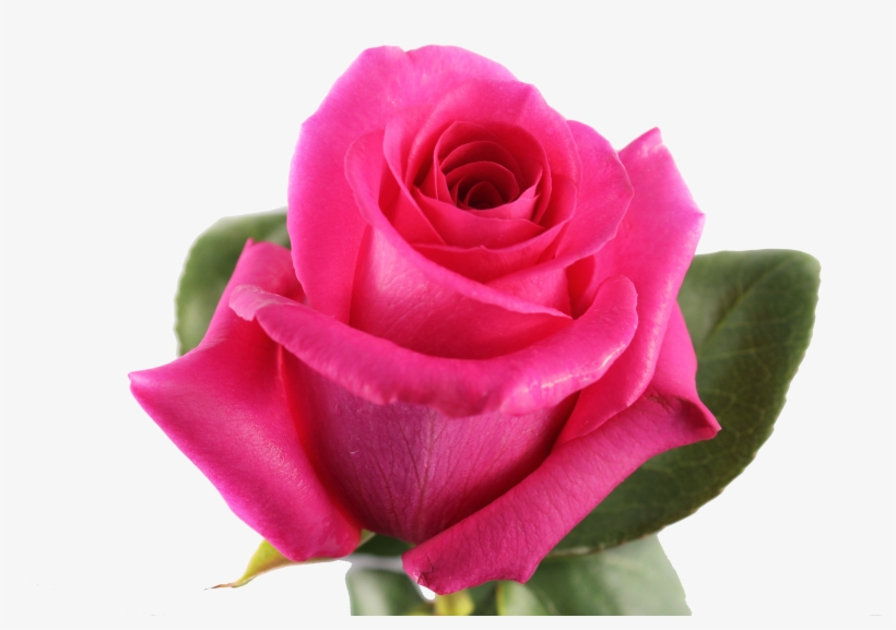 Pinkfloyd - Pink Floyd PNG Image | Transparent PNG Free Download on SeekPNG