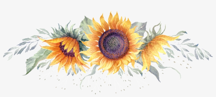 Download Sunflower Watercolor Hand Painted Transparent - Free ...
