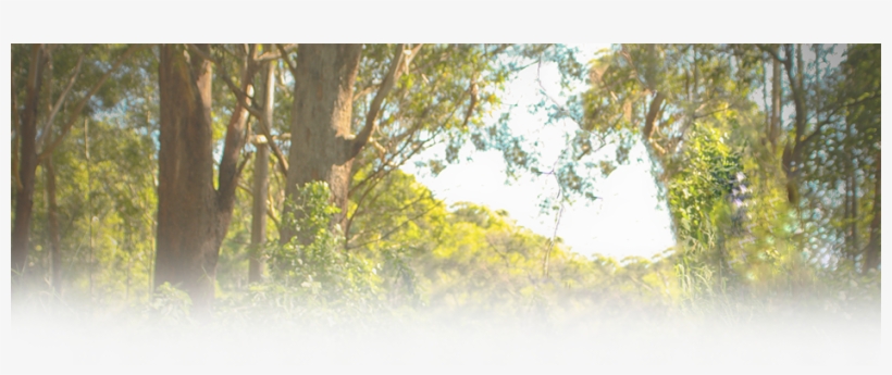 Forest Transparent Background Download - Grove PNG Image | Transparent ...