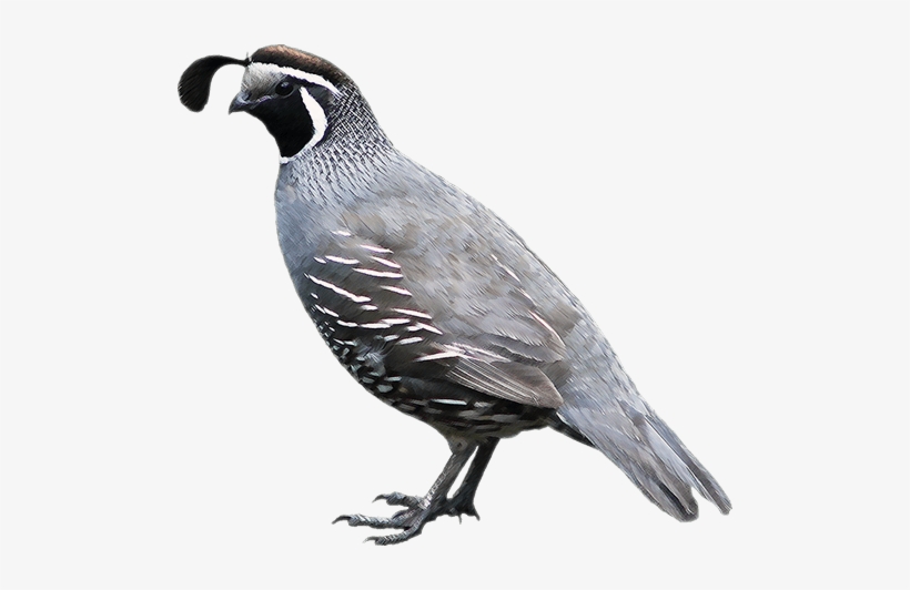 Png Free Library Clipart Quail - Quail Png PNG Image | Transparent PNG ...