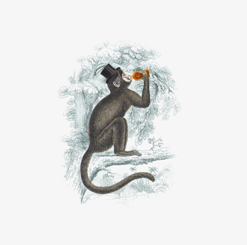 Cebus Patuellus - Meadow Jumping Mouse PNG Image | Transparent PNG Free ...