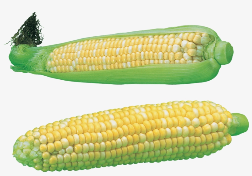 Free Png Corn Png Images Transparent - Maize PNG Image | Transparent ...