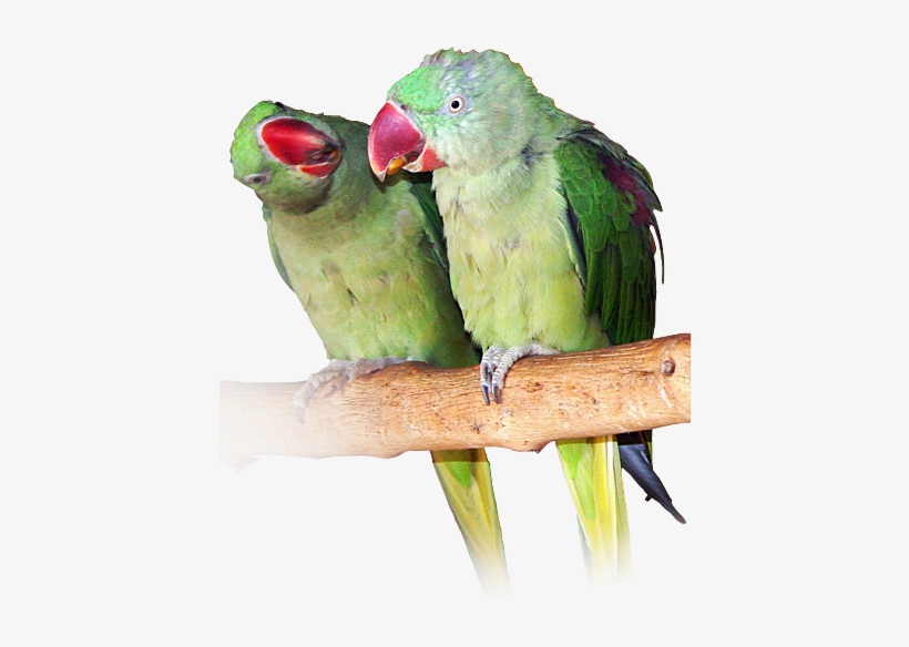 Download Parakeet | Transparent PNG Download | SeekPNG