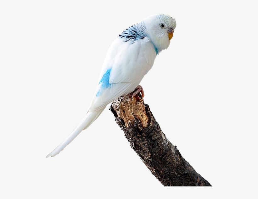 Budgie Clipart Transparent - Budgie Parrot PNG Image | Transparent PNG ...