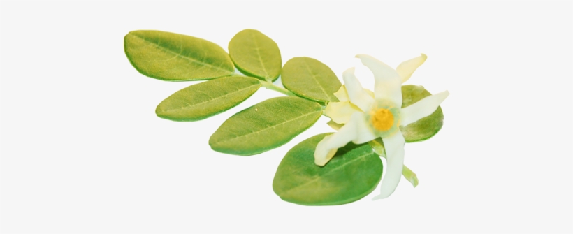 Malunggay Leaves Png