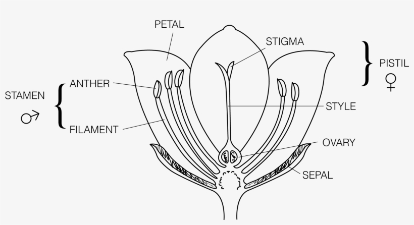 Download Cross Section Of Flower Diagram - Dissecting Flower In A ...