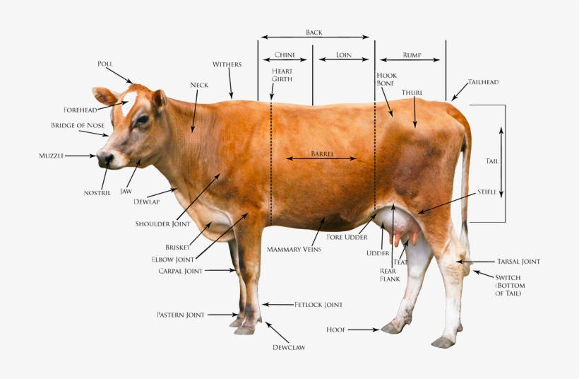 Heritage Jersey Organization - Body Points Of Cattle PNG Image ...