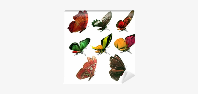 Butterfly Side View PNG Image | Transparent PNG Free Download on SeekPNG