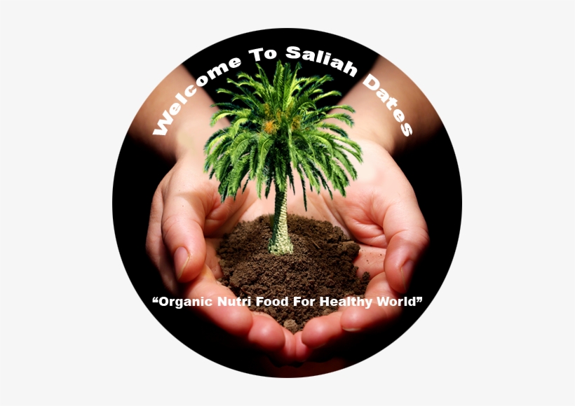 Saliah Dates In Dharmapuri, Tamilnadu, India - Saliah Dates PNG Image ...