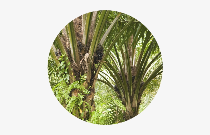 From A Tropical Climate - Sustainable Palm Oil PNG Image | Transparent ...