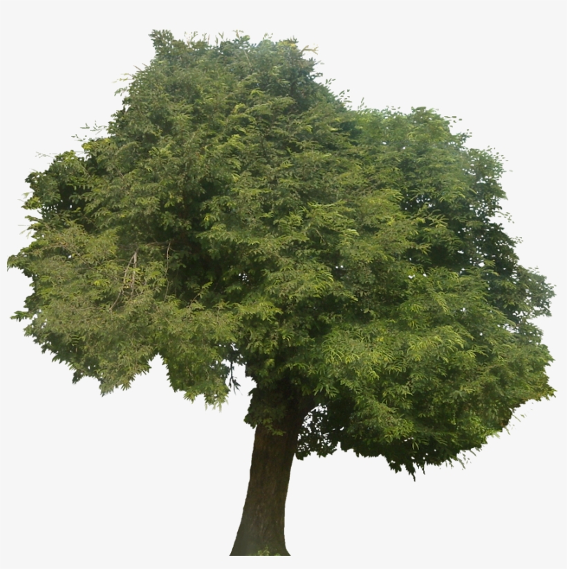 Tamarind, Medium Tree - Tamarind Tree Transparent PNG Image ...
