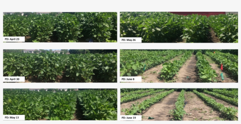 Photos Of Canopy Closure Based On Various Planting - Crown Closure PNG ...