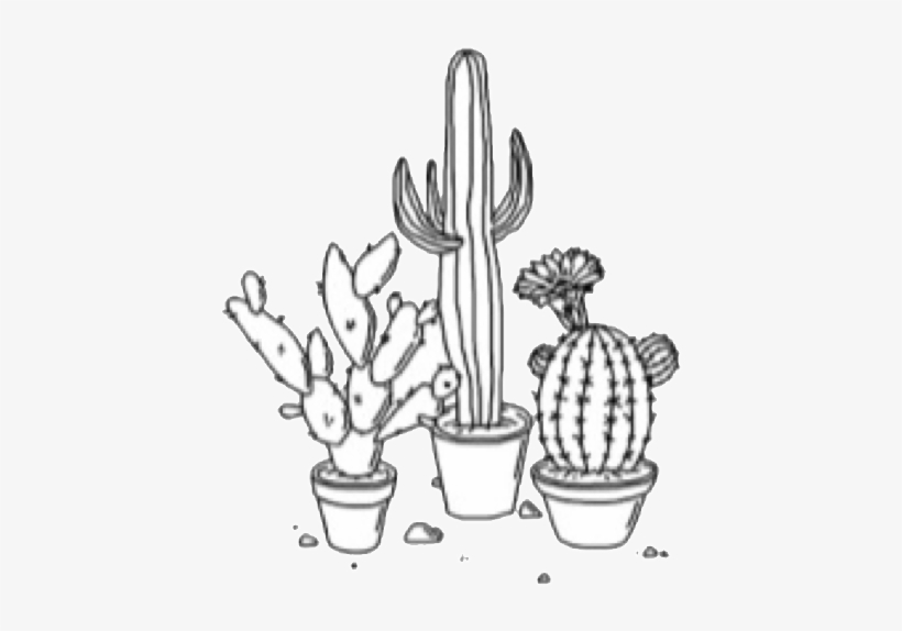 Cactus Flower Drawing Tumblr