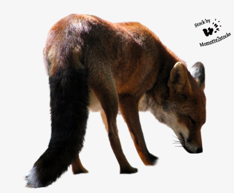 Fox Png Clipart - Animals Cut Out Png PNG Image | Transparent PNG Free ...