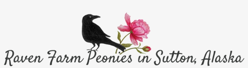 Raven Farm Peonies In Sutton, Alaska - Kontestapp PNG Image ...