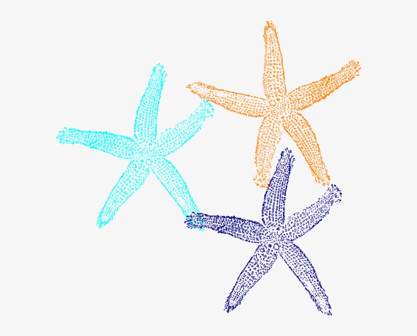 Starfish Vector Png - Fish Clip Art PNG Image | Transparent PNG Free ...