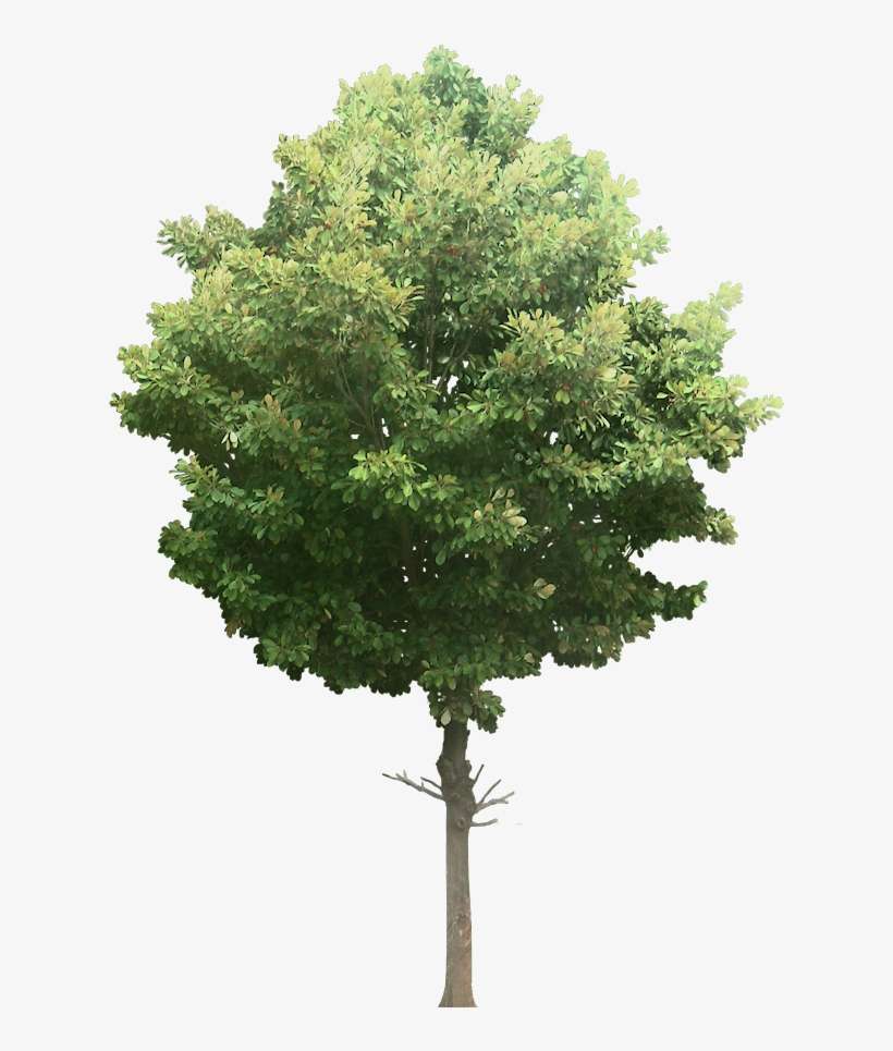 A Collection Of Tropical Plant Images With Transparent - Garden Tree ...