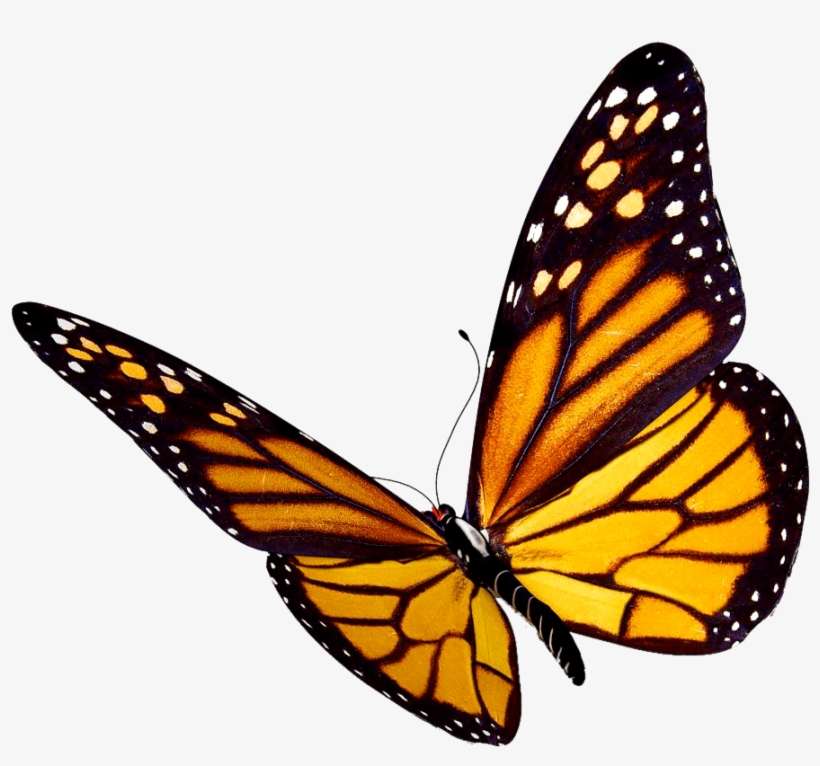 Monarch Butterfly Transparent Background PNG Image | Transparent PNG ...