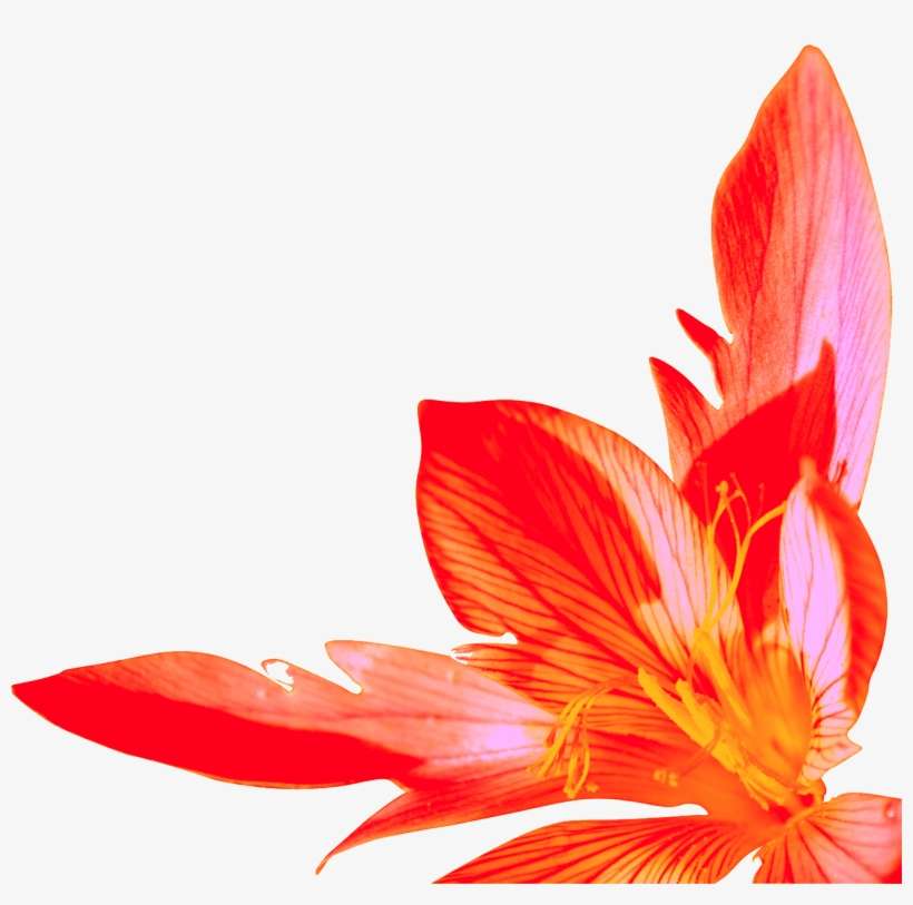 Saffron Png Hd PNG Image | Transparent PNG Free Download on SeekPNG