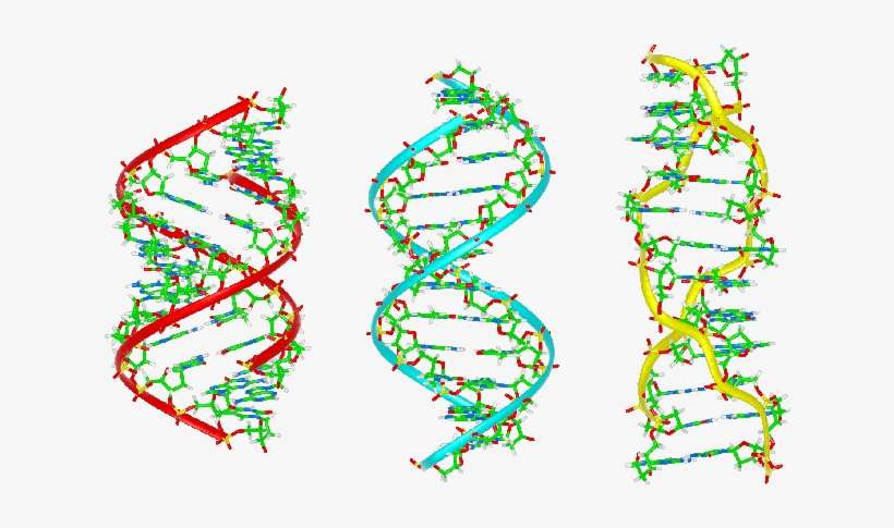 Australia Court Upholds Patent On Human Genetic Material - Dna Pretty ...