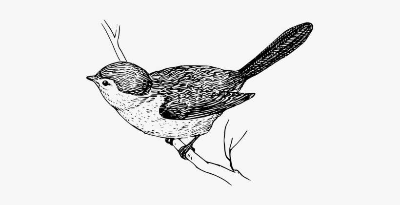 Bird Branch Wings Feathers Species Perched - Bird On Branch Drawings ...