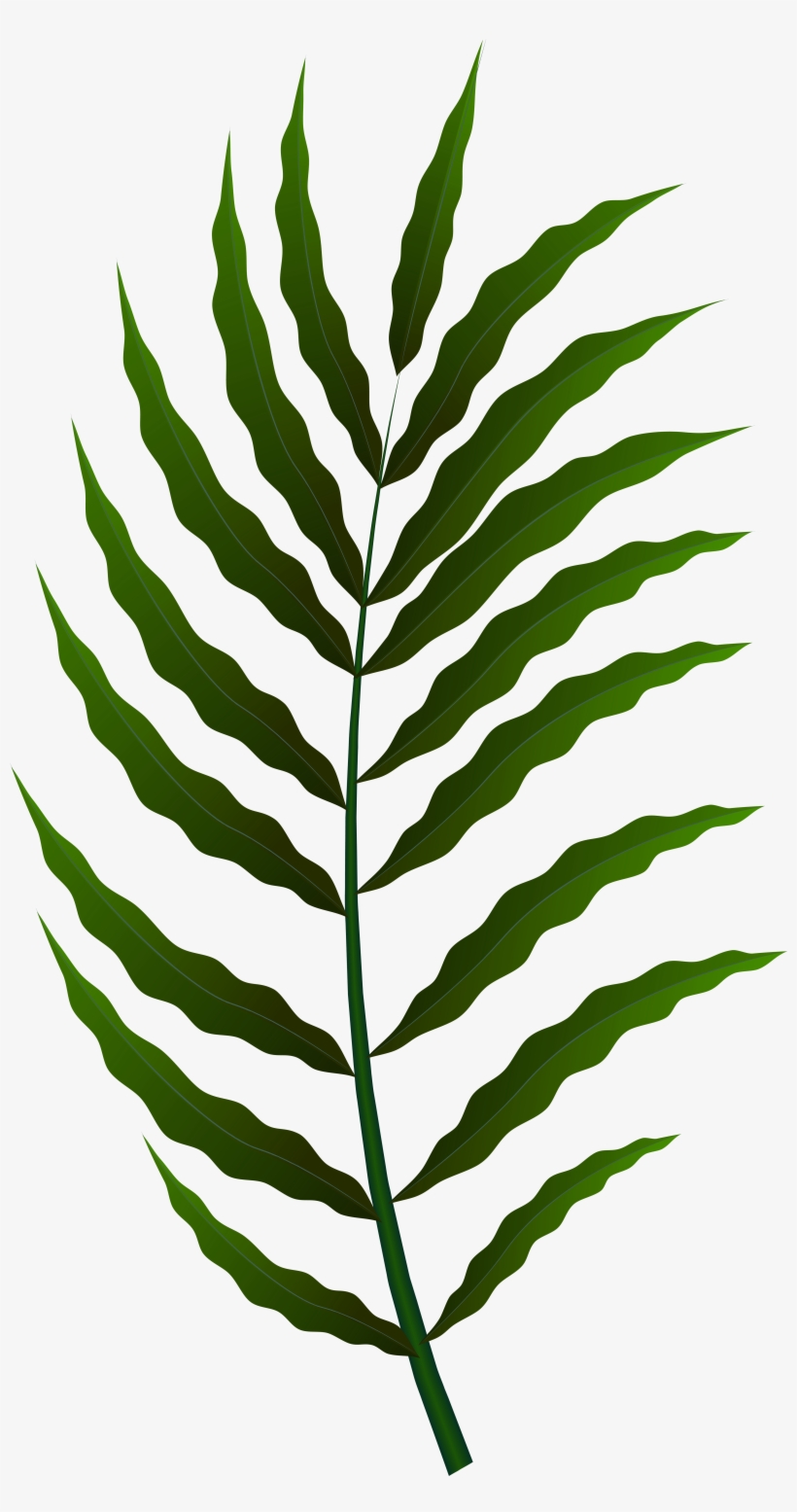 Fern PNG Image | Transparent PNG Free Download on SeekPNG