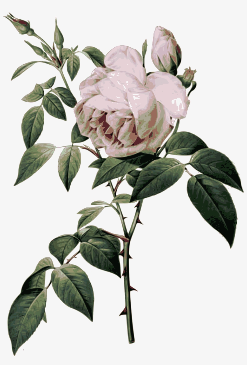 Big Image - Rose Botanical Illustration PNG Image | Transparent PNG ...