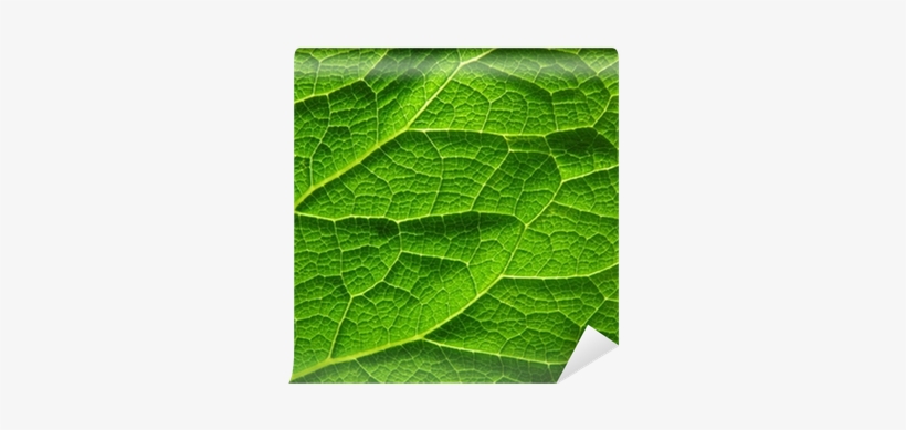 Plant Pathology PNG Image | Transparent PNG Free Download on SeekPNG