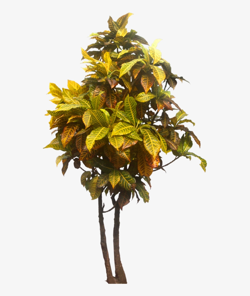 Pin By Putichai Sam On Tree Cut Out/ Cambodian Plants - Garden Plant No ...