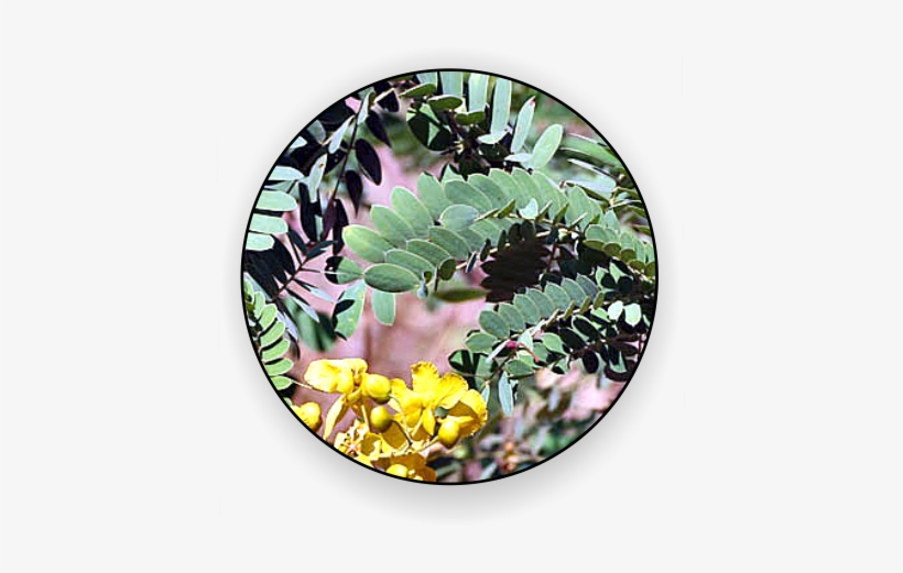 Dried Curry Leaf Powder - Leaf PNG Image | Transparent PNG Free ...