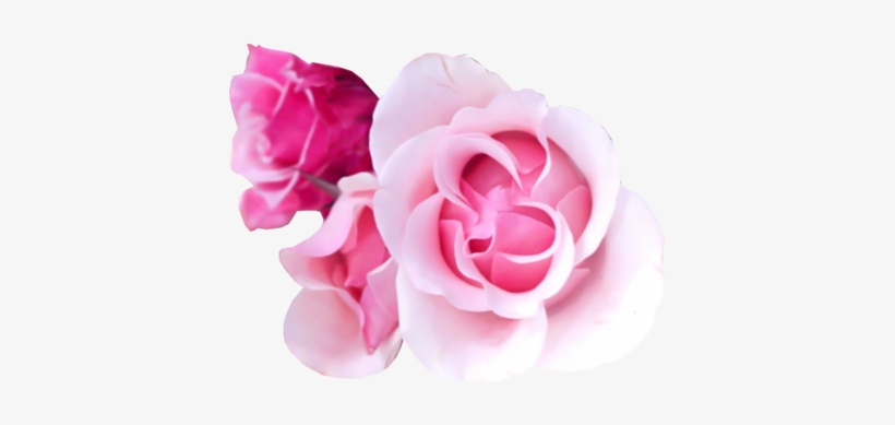 Pink Flower Vector Psd Download - Rose Pink PNG Image | Transparent PNG ...