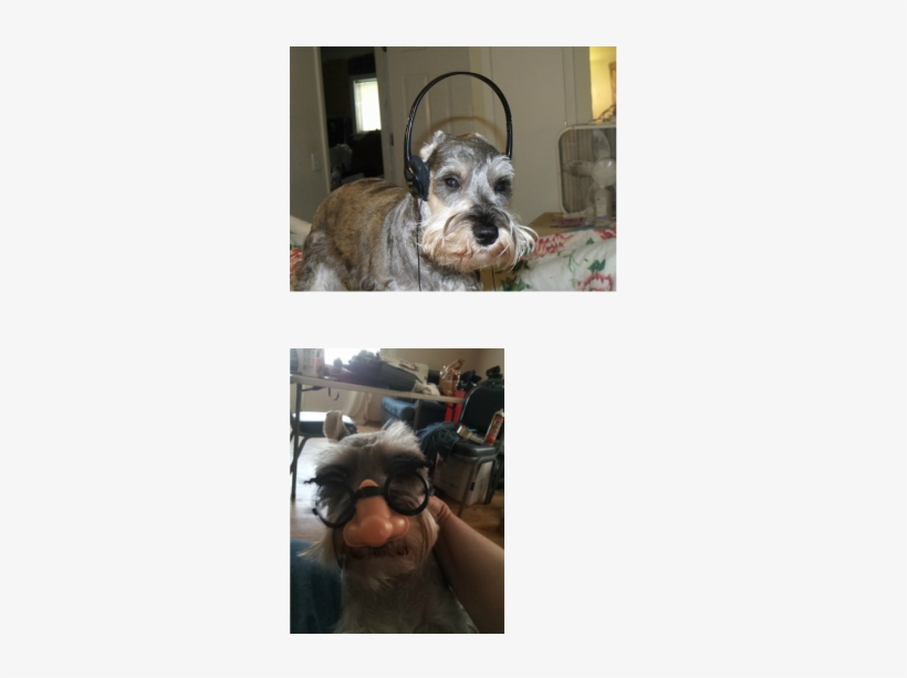 Sir Captain Crunch - Standard Schnauzer PNG Image | Transparent PNG ...