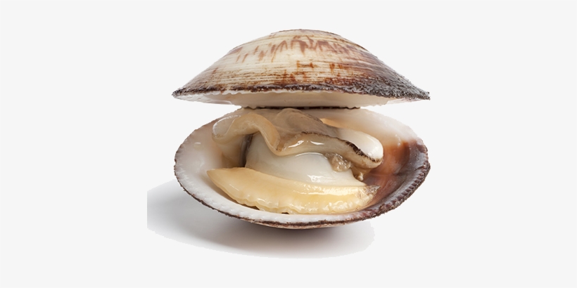 Download Clams Png Transparent - Clams Png | Transparent PNG Download ...