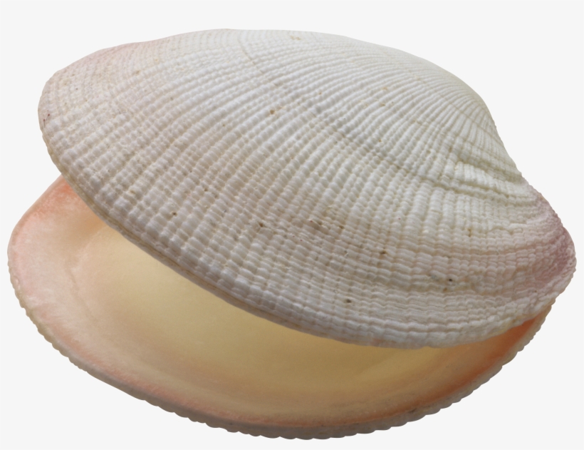 Transparent Background Seashells Png PNG Image | Transparent PNG Free ...