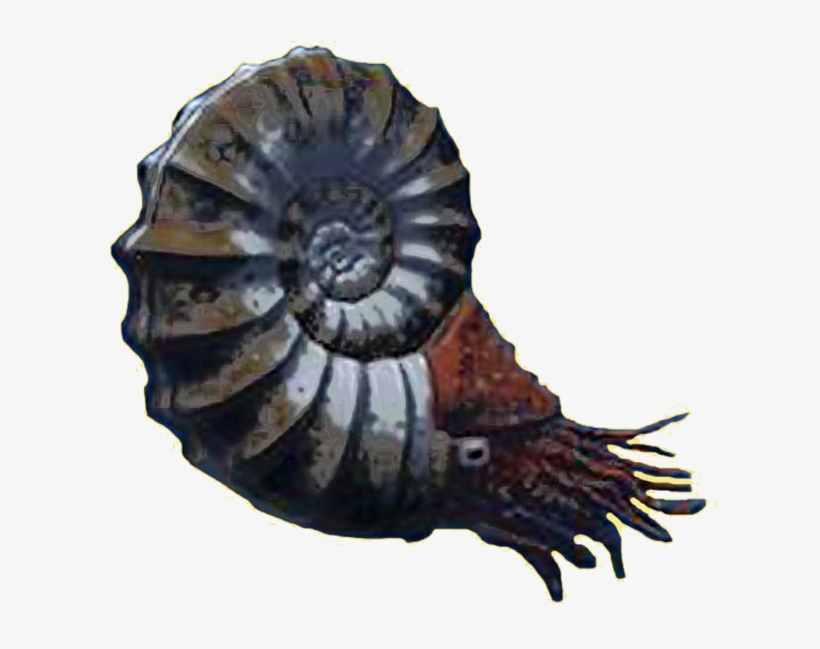 Ammonite Reconstructed - Ammonite Fossile Png PNG Image | Transparent ...
