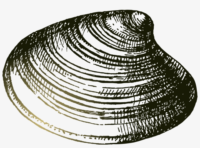 Seashell Drawing - Drawing PNG Image | Transparent PNG Free Download on ...