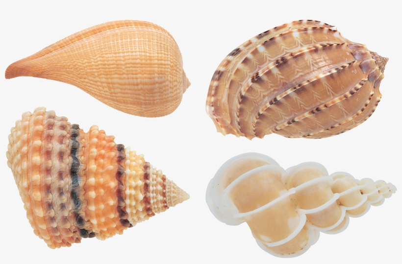 Seashell Png - Transparent Background Transparent Seashell PNG Image ...