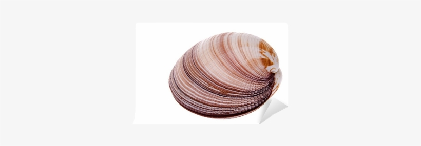 Download Isolated Image Of A Beautiful Clam - Clam | Transparent PNG ...
