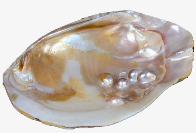 Picture Pearl Transparent Oyster Png - Real Pearl Oyster Transparent ...
